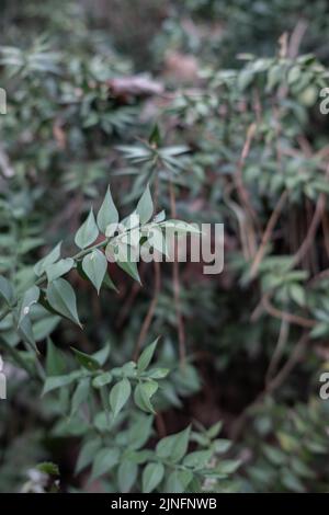 A mouse in a bush Stock Photo - Alamy