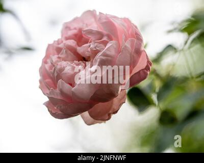 Shape and colors of Plume rose that blooming Stock Photo - Alamy