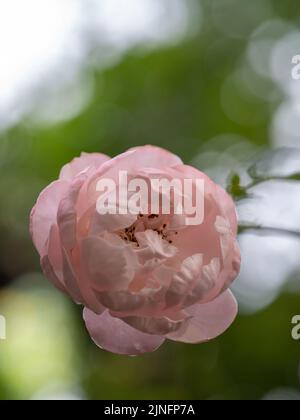 Shape and colors of Plume roses that bloom in Tropical climates Stock ...