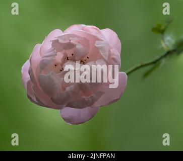 Shape and colors of Plume roses that bloom in Tropical climates Stock ...
