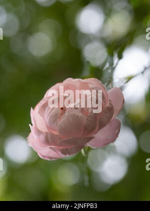 Shape and colors of Plume roses that bloom in Tropical climates Stock ...