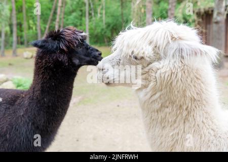 Black and white llamas lama glamas natural background Stock Photo - Alamy
