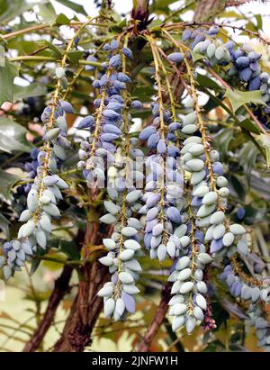 Mahonia x Charity (Oregon grape) grape like clusters of deep purple ...