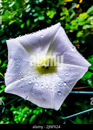 A vertical shot of the Morning Glory Spring in Yellowstone National ...