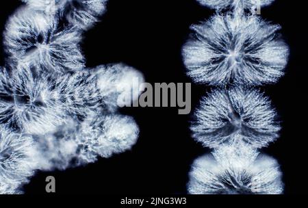 Algae under microscopic view, freshwater red algae, Rhodophyta ...