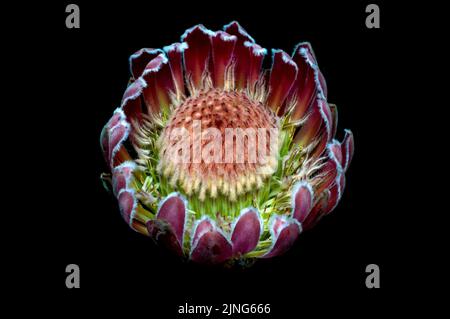 Flowers, Protea, Protea sheila Stock Photo - Alamy