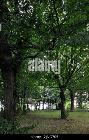 Bird snare Stock Photo - Alamy