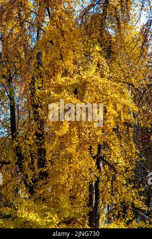 Plant, Maidenhair tree, Ginkgo biloba Stock Photo - Alamy