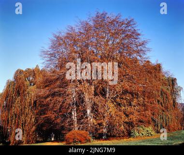 Garden, weeping beech woods Stock Photo - Alamy
