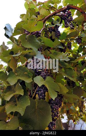 Vitis labrusca L Vitis labrusca L Stock Photo - Alamy