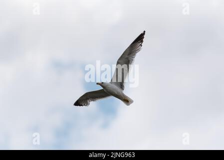 Armenian Gull, Larus armenicus, Laridae, adult, in flight, bird, animal ...