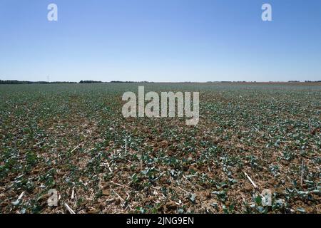 Dry agricultural fields. Illustration of the drought affecting France ...