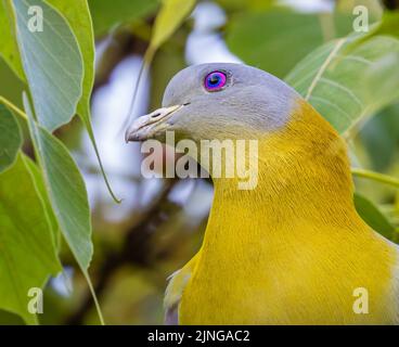 A beautiful shot of yellow-footed green pigeon perching on a tree ...