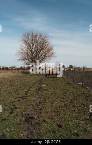 Vertical shot of a cattle grazing in the mountains Stock Photo - Alamy