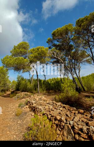 Trees and fields of Formentera Stock Photo - Alamy