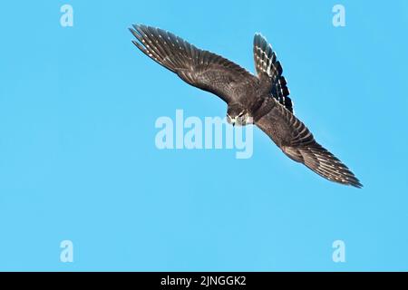 Merlin Falcon in flight Stock Photo - Alamy