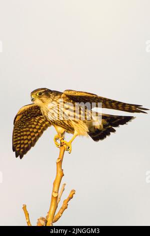 Merlin Falcon in flight Stock Photo - Alamy