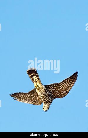 Merlin Falcon in flight Stock Photo - Alamy