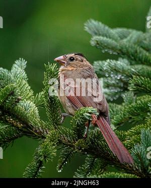Gorgeous Cardinal songbird resting in trees Stock Photo - Alamy