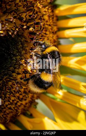 Late summer, queen buff-tailed bumblebee, Bombus terrestris, with ...