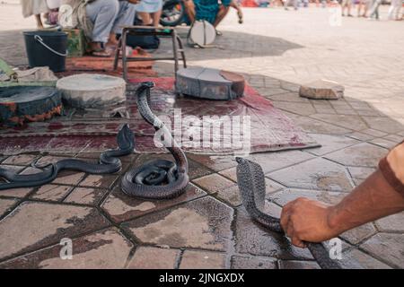 Cobra snake on a snake pit for tourists in Marrakesh, Morocco Stock ...