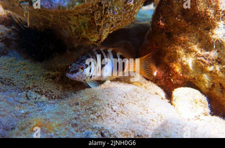 Painted Comber. Serranus scriba. Single adult swimming near seabed ...
