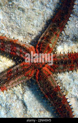 The White Sea Star or blue spiny starfish (Coscinasterias tenuispina ...