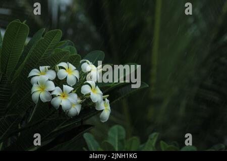 group/ two or more White Plumeria Champa fragrant flower on the garden ...