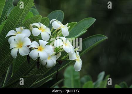 group/ two or more White Plumeria Champa fragrant flower on the garden ...