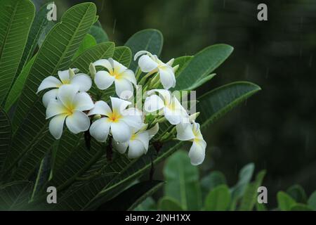 group/ two or more White Plumeria Champa fragrant flower on the garden ...