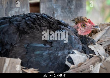 Jungle hens are a common sighting in RIberenos villages of the Peruvian ...