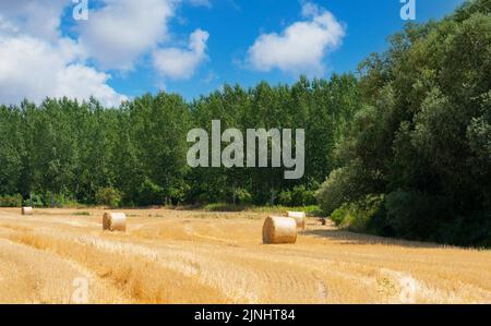 field after harvest on a bright day in autumn, Russia Stock Photo - Alamy