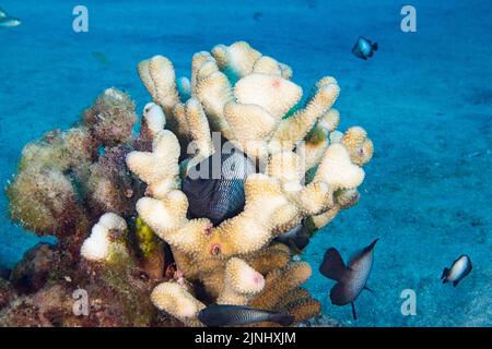 Hawaiian domino damselfish, Dascyllus albisella, endemic to Hawaii, aka ...