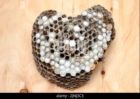 Heart shape comb with larvae of wasps known as Asian Giant Hornet or ...