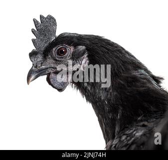 Head shot of Ayam Cemani hen, isolated on white Stock Photo - Alamy