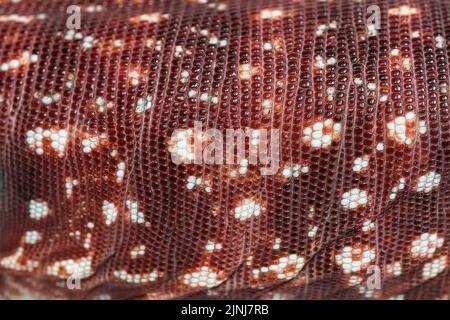 Details, macro of scales of Red tegu, Salvator rufescens Stock Photo ...