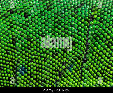 Details, macro of scales of Timon pater specie of Wall lizard Stock ...