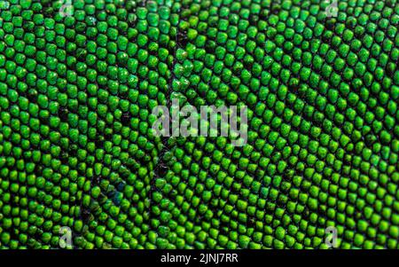 Details, macro of scales of Timon pater specie of Wall lizard Stock ...