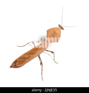Brown Leaf Mantis (Deroplatys truncata) male camouflaged on leaf, Bukit ...