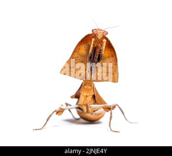 Brown Leaf Mantis (Deroplatys truncata) male camouflaged on leaf, Bukit ...