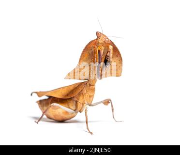 Brown Leaf Mantis (Deroplatys truncata) male camouflaged on leaf, Bukit ...