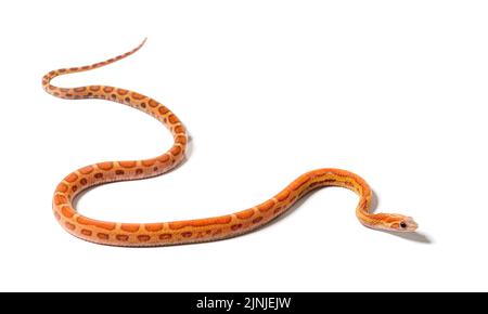 pantherophis guttatus scaleless, isolated on white Stock Photo - Alamy