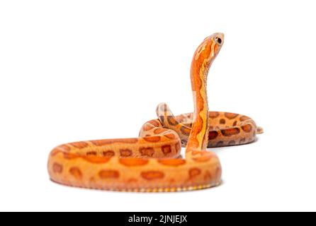 pantherophis guttatus scaleless, isolated on white Stock Photo - Alamy