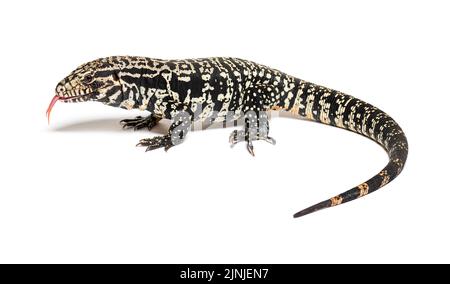 Profile view of Argentine black and white tegu sniffing with its tongue ...