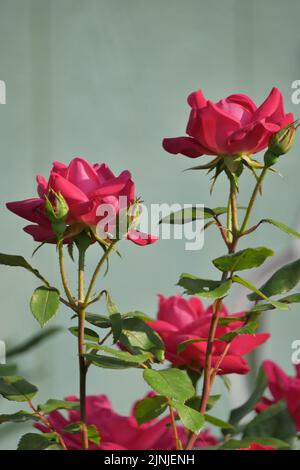 A vertical shot of a fully bloomed double knockout red rose in the ...