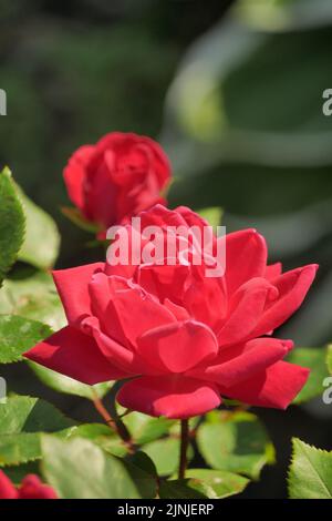 Closeup shot of a garden with bloomed in pink trees on a sunny day ...