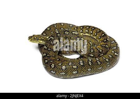 Diamond python, Morelia spilota spilota, isolated on white Stock Photo - Alamy