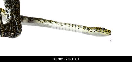 Diamond python,snake hanging in the air, Morelia spilota spilota ...