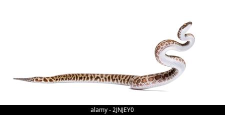 Children's python, Antaresia childreni, isolated on white Stock Photo ...