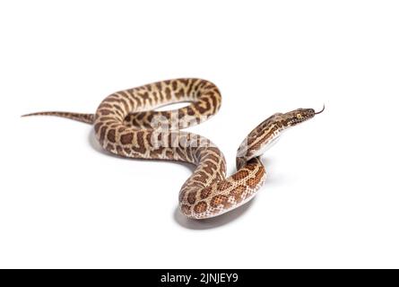 Children's python, Antaresia childreni, sniffing attacking tongue out ...